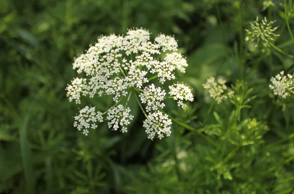 Podagrycznik – właściwości lecznicze i działanie. Kiedy warto ...